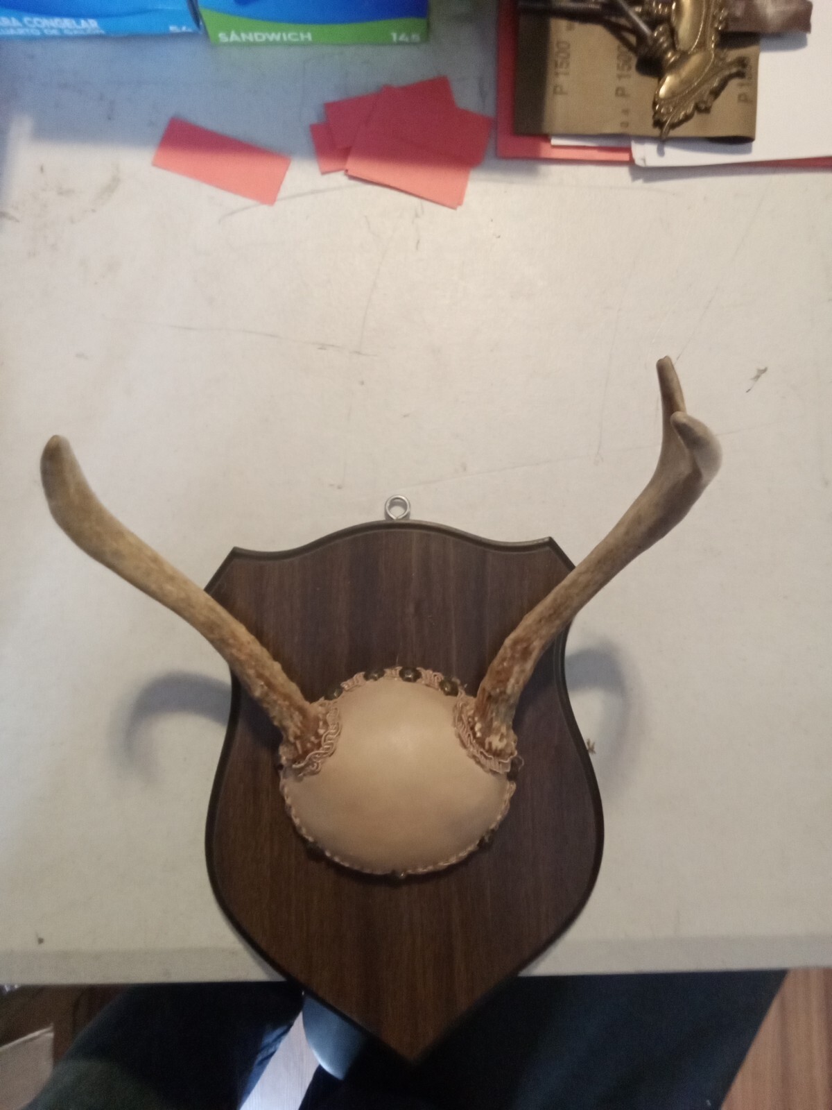 Whitetail Deer 3 Point Antler Plaque Taxidermy Wall Decor | eBay