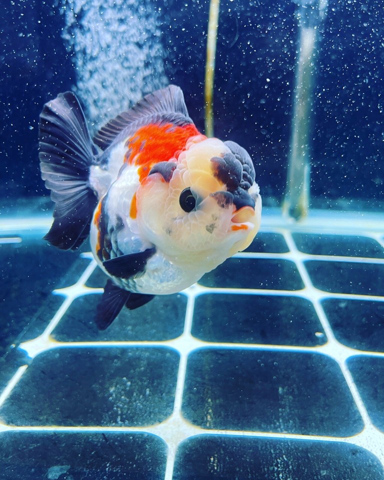 goldfish live fish for sale | eBay