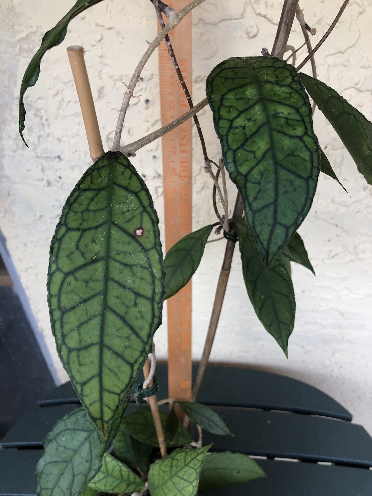 HOYA FINLAYSONII RIPPLE LEAF (ROOTED PLANT) | eBay