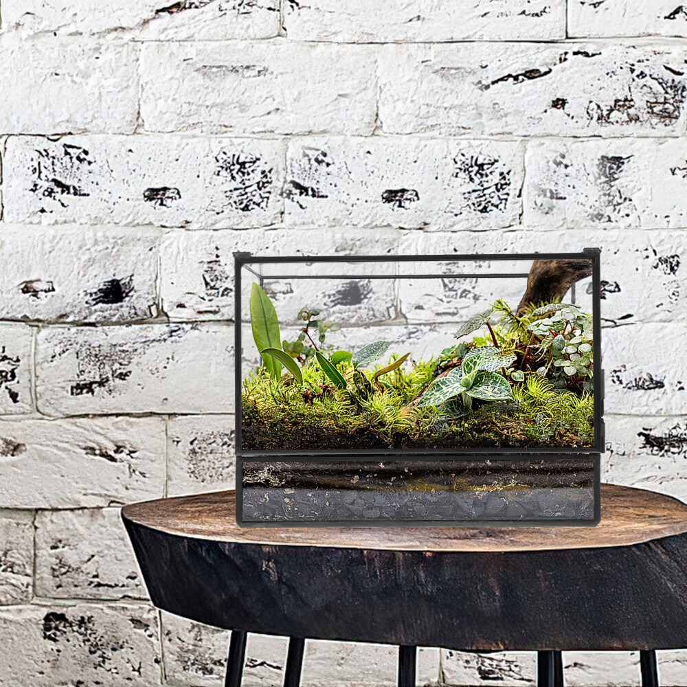 Saftiges Terrarium Dekorativer Glasbehälter Moos Pflanze Container | eBay