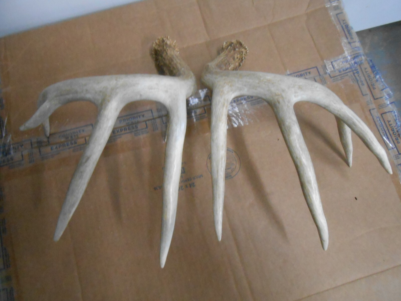 Clean 5x5 WHITETAIL DEER sheds 130 0/8 Antlers mule mount taxidermy elk ...