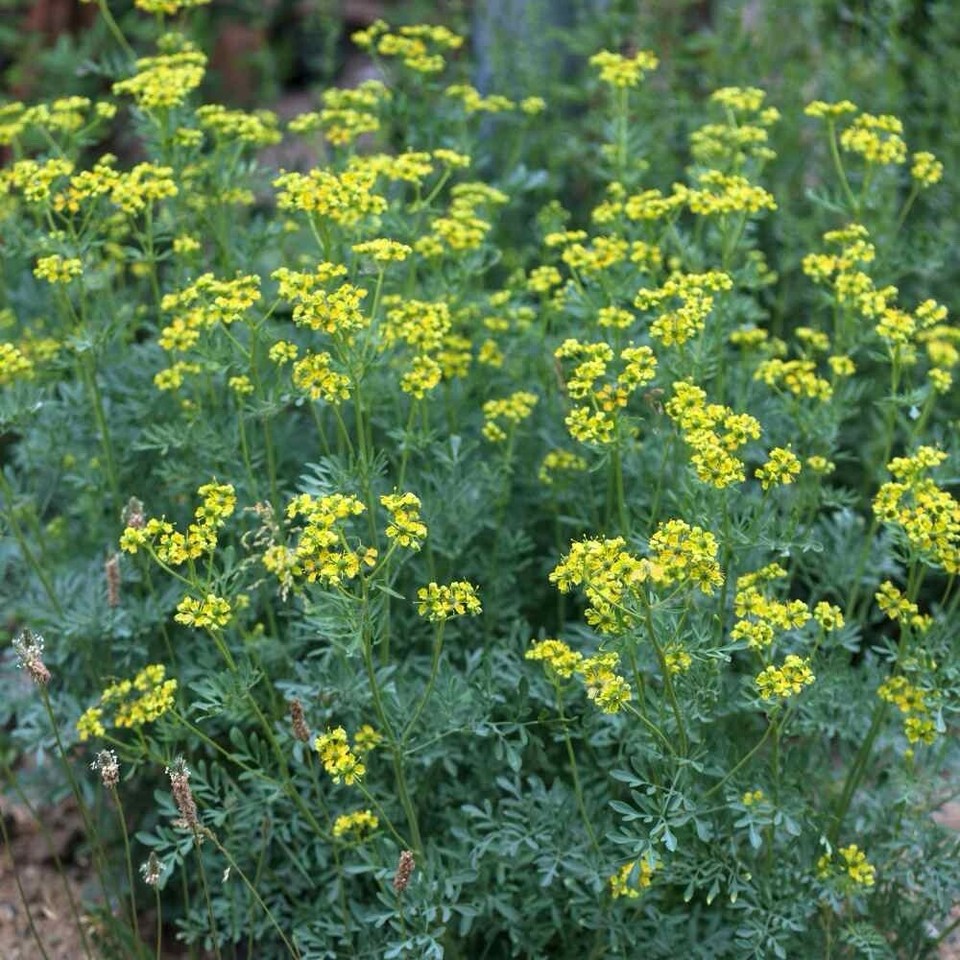 100+ Rue (Ruta graveolens) Seeds | Medicinal Herb Seeds | NON - GMO, US ...