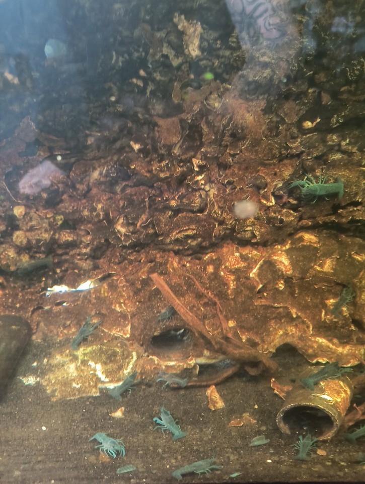 LIVE Electric Blue Crayfish Juveniles - Procambarus Alleni- UNSEXED ...