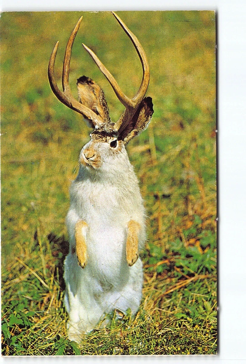 Rabbit With Antlers
