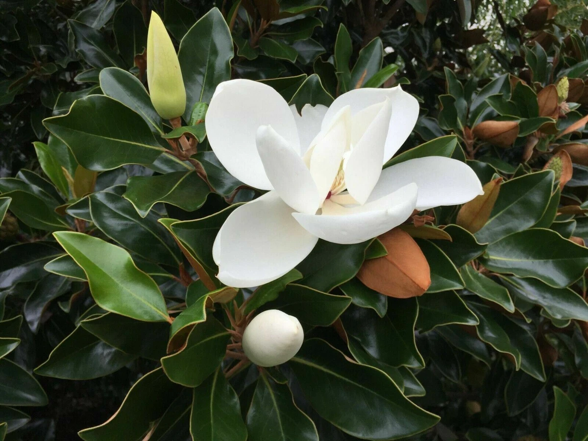 Dwarf White Magnolia Tree