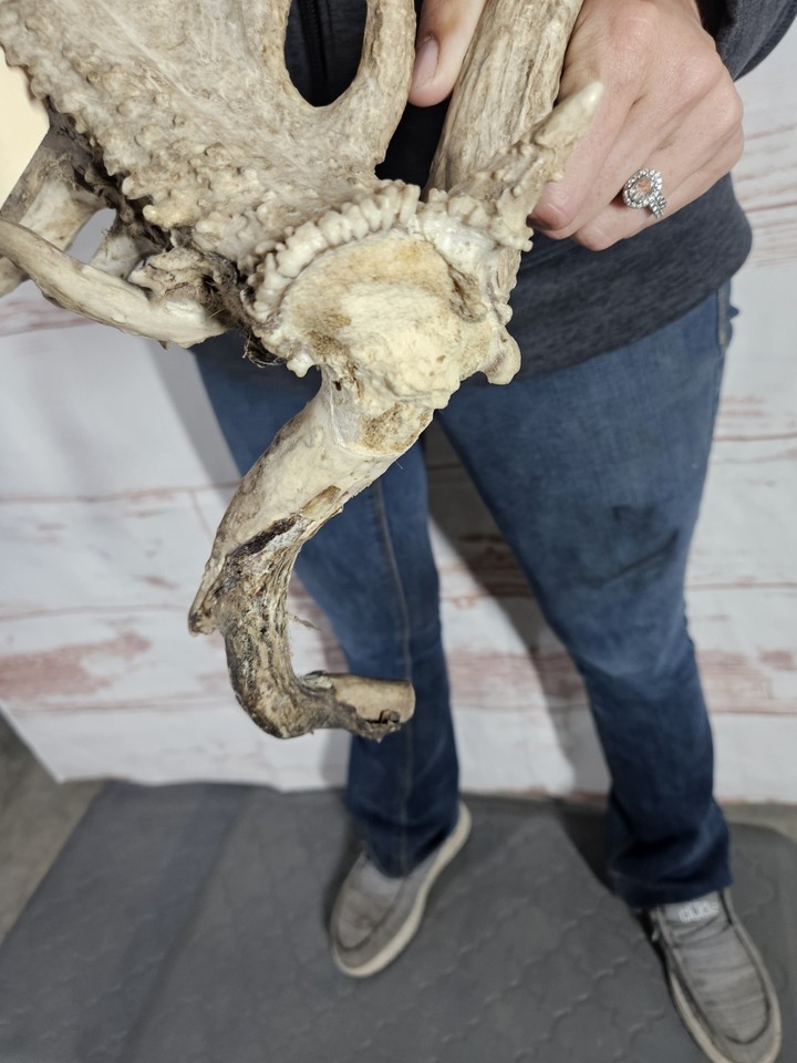 Farm Freak Whitetail Deer Antler Shed Horn Rack Decor 17 Point 110" Man ...