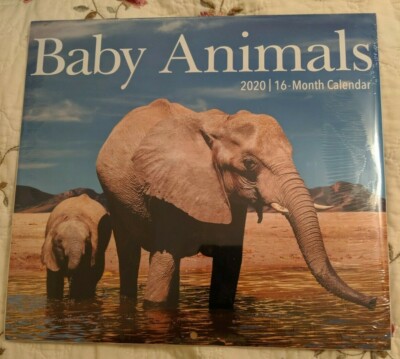 2020 Baby Animals 16 Month Wall Calendar 20" X 11" | eBay