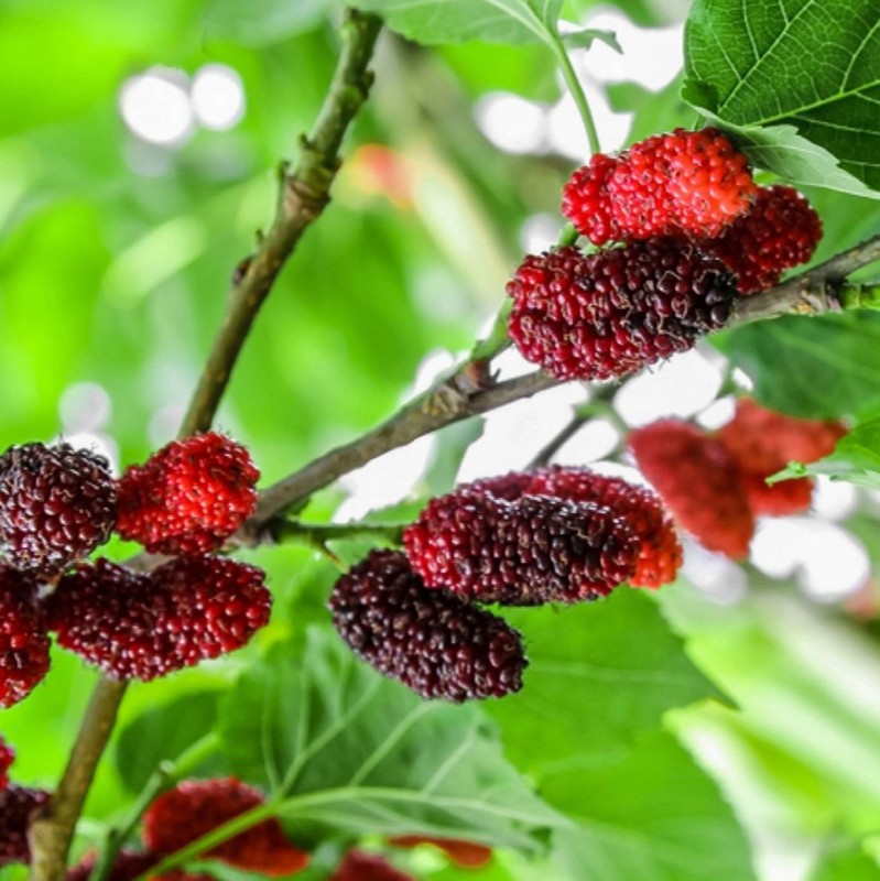 Red Mulberry Plant 4-7" Tall Morus Rubra Mulberries Fruit Tree Sweet ...