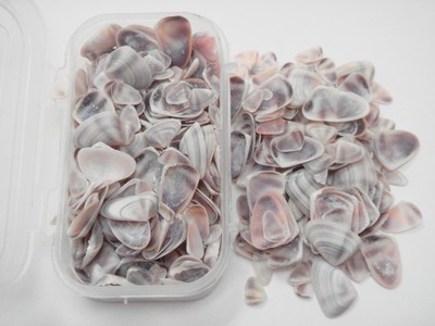 200 PCS GRAY CLAM SEA SHELL BEACH DECOR CRAFT | eBay