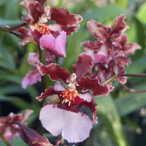 redfoxorchids | eBay Stores