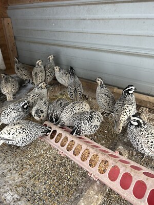 Poultry - Snowflake Quail Eggs