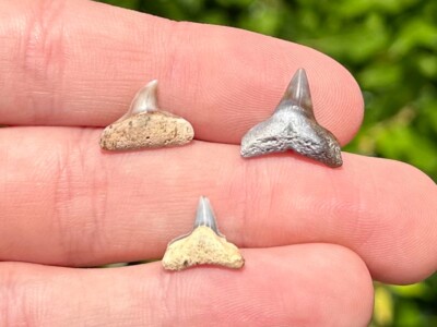 Peru Fossil Sharks Teeth LOT OF 3 Pliocene Megalodon Era | eBay