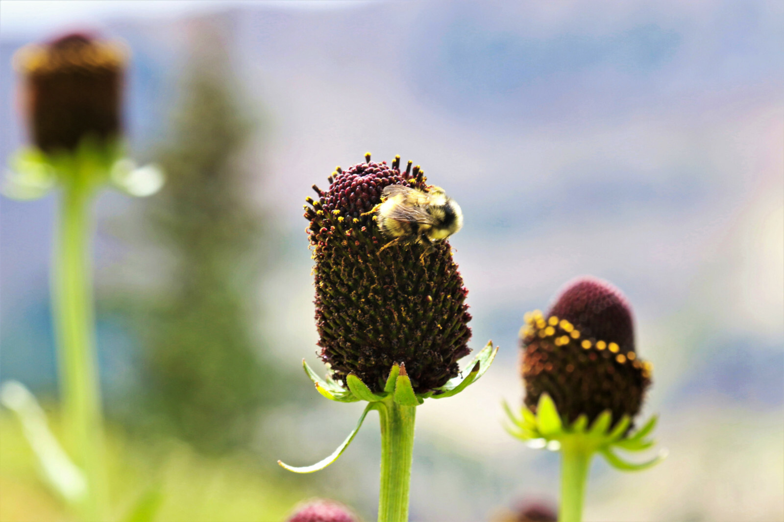 30 WESTERN CONEFLOWER Rudbeckia Occidentalis Green Wizard Black Flower ...