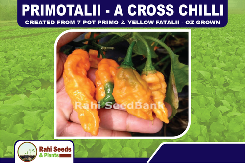 Primotalii - A Cross Chilli Created from 7 Pot Primo & Yellow Fatalii ...