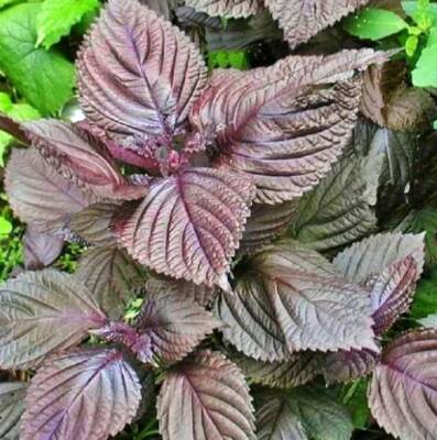 Purple Shiso Seeds 100+ Perilla Herb Asian Mint Cuisine Annual USA FREE ...