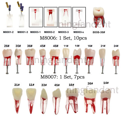 Dental Endo Root Canal Teeth Model Study Practice Block RCT Pulp Cavity ...