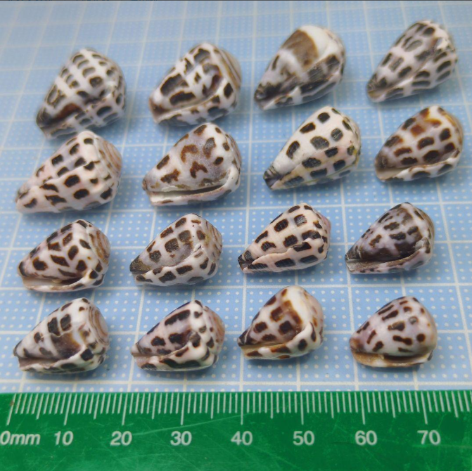 Hebrew cone shell from japan Art Craft Shells of Okinawa 3060114 | eBay