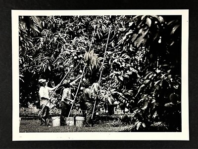 1984 Florida Mango Farm Hispanic Famers Picking Mangoes Trees VTG Press ...