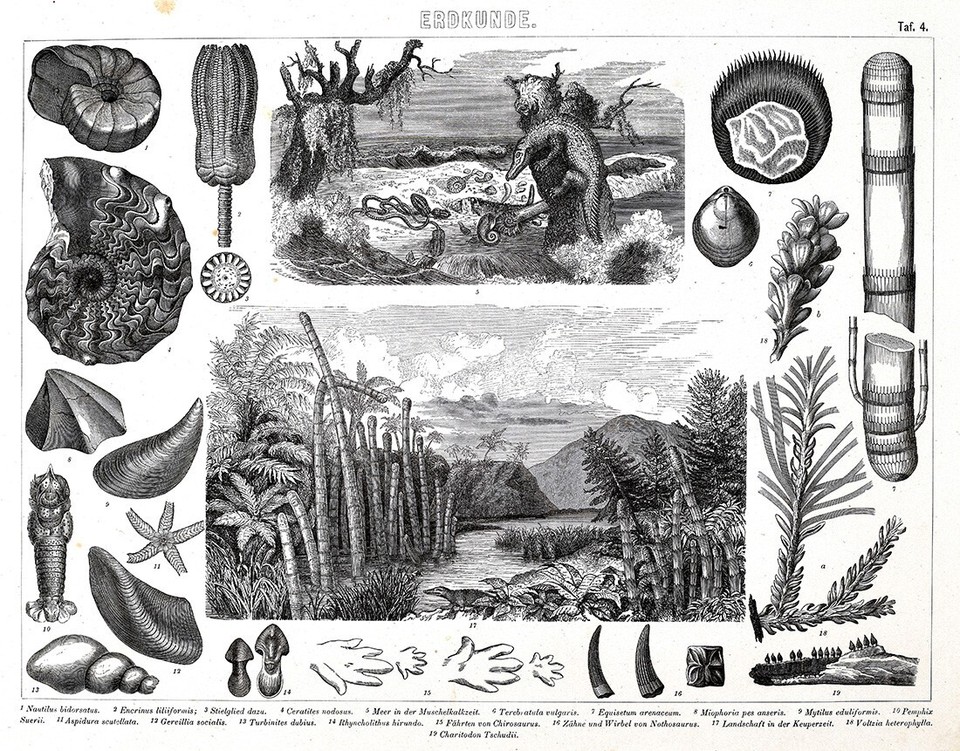 1874 Paleontology Fossil Print Nautilus Shells Archosaurs Triassic ...
