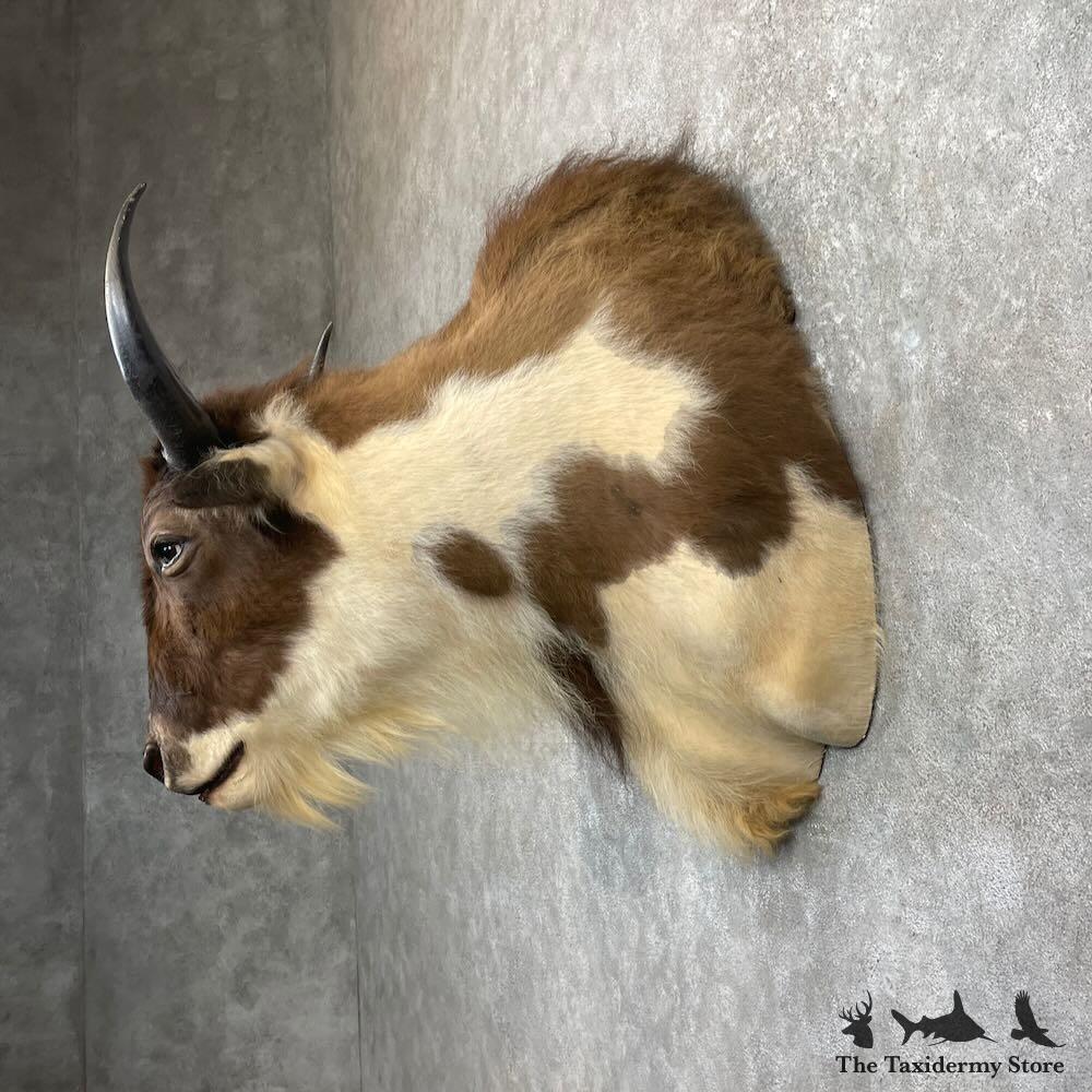 #27412 P | Dzo Steer Bull Taxidermy Shoulder Mount For Sale | eBay