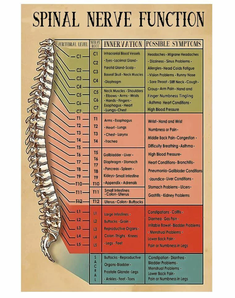 Spinal Nerve Chart Pdf