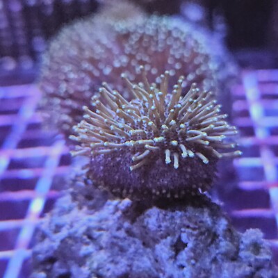 SMALL TOADSTOOL LEATHER FRAG LIVE SOFT CORAL FOR REEF MARINE TANK ...
