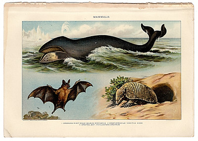 Rare 1902 Antique Print Picture Mammalia 10" X 6" Dodd Mead & Co ...