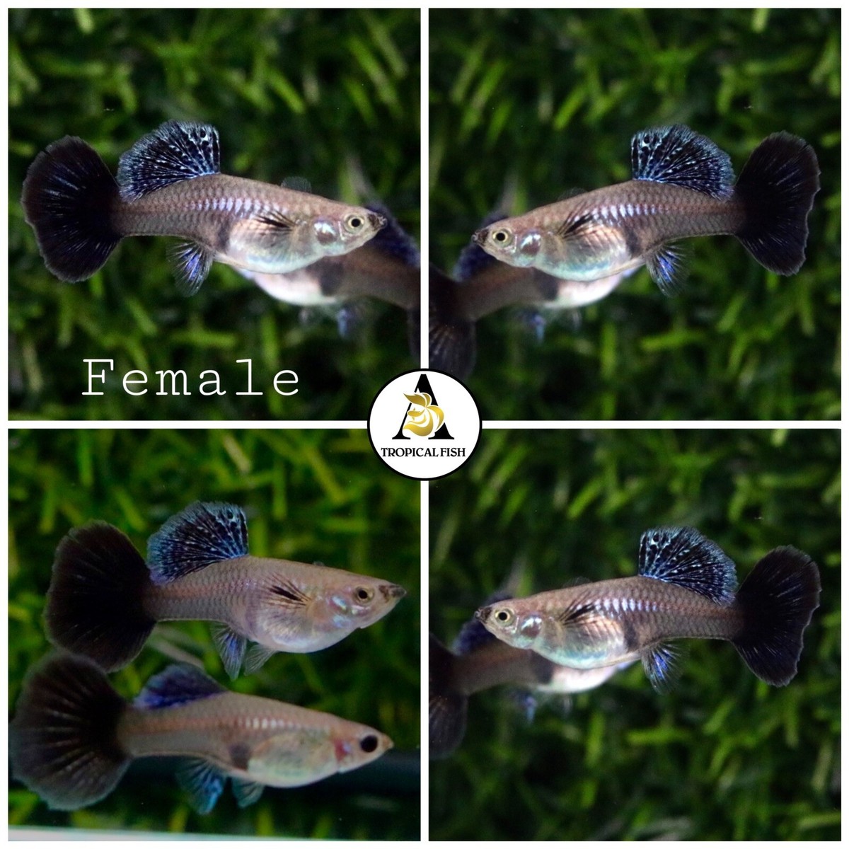 Blue Dragon Fish Price