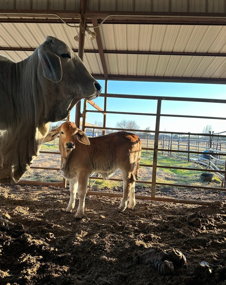 Cow Manure All Natural Fertilizer Fresh From Our Ranch Barn Dried ...