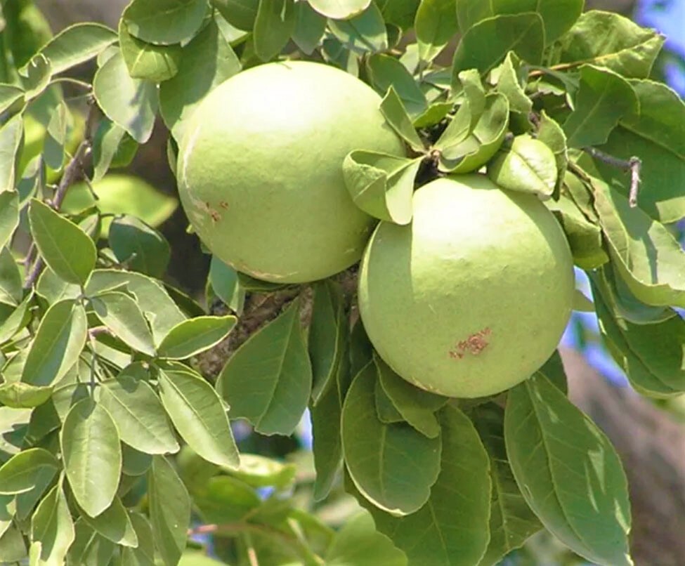 300+ Dried BAEL FRUIT LEAVES Beli Mal Leaf Tea, Bilva, Bel Patri- Aegle ...