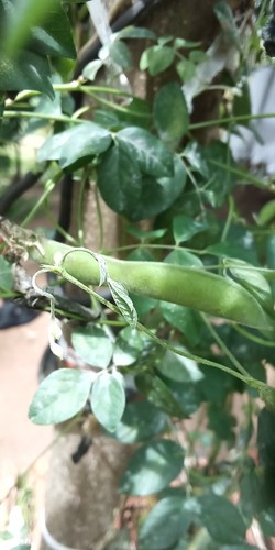 Aurvedic beauty tea nil katarolu flower seeds | eBay