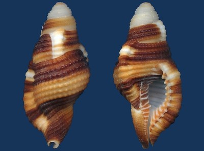 Shell Septa flaveolum Seashell | eBay