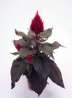 Celosia Smart Look Red 1,000 seeds | eBay