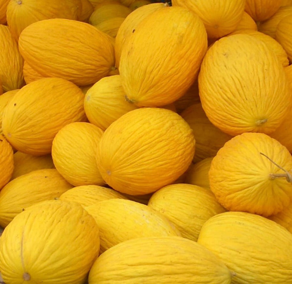 Cucumis melo var. inodorus 'Yellow Melon' SEEDS - | eBay