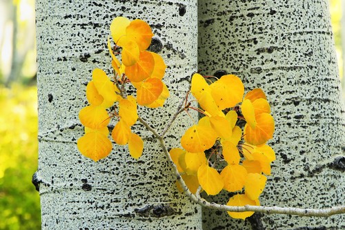 Quaking Aspen Trees (Populus tremuloides) Bare Root Seedlings - 8-14 ...