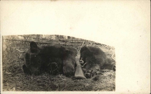 Bear Hunting Dead Bear Gun Rifle c1910 Real Photo Vintage Postcard | eBay