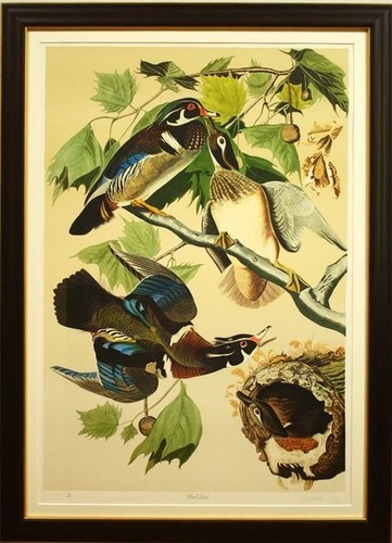 John James Audubon "Wood Duck" Lithograph by M. Bernard Loates Signed ...