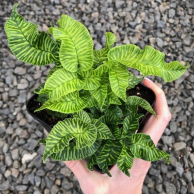 LIVE - Rare Golden Zebra Coniogramme emeiensis - Bamboo Fern Starter ...