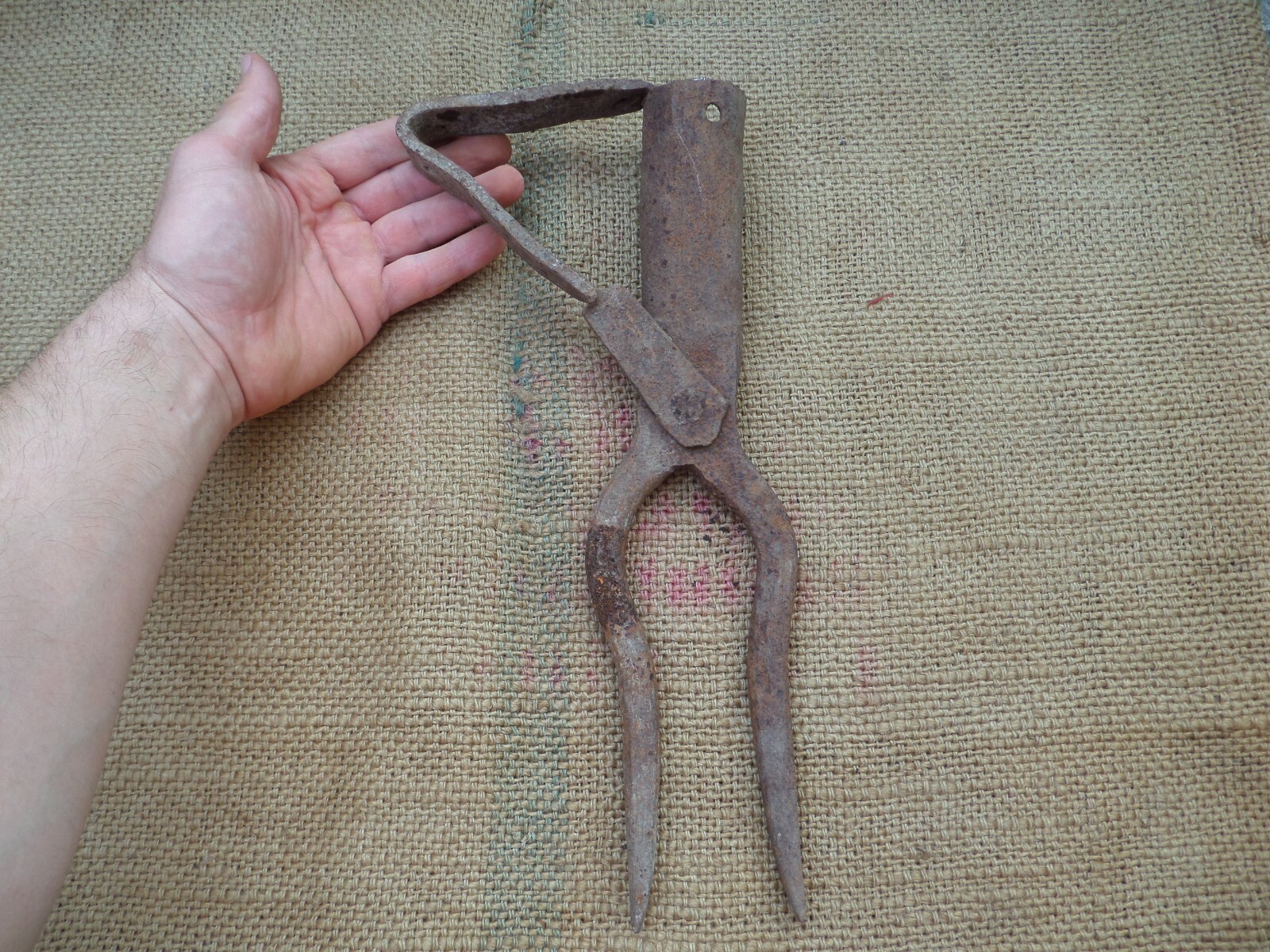 ANTIQUE ROOT PULLER BEET EXTRACTING TOOL DIGGING BEETROOT VINTAGE HAND ...