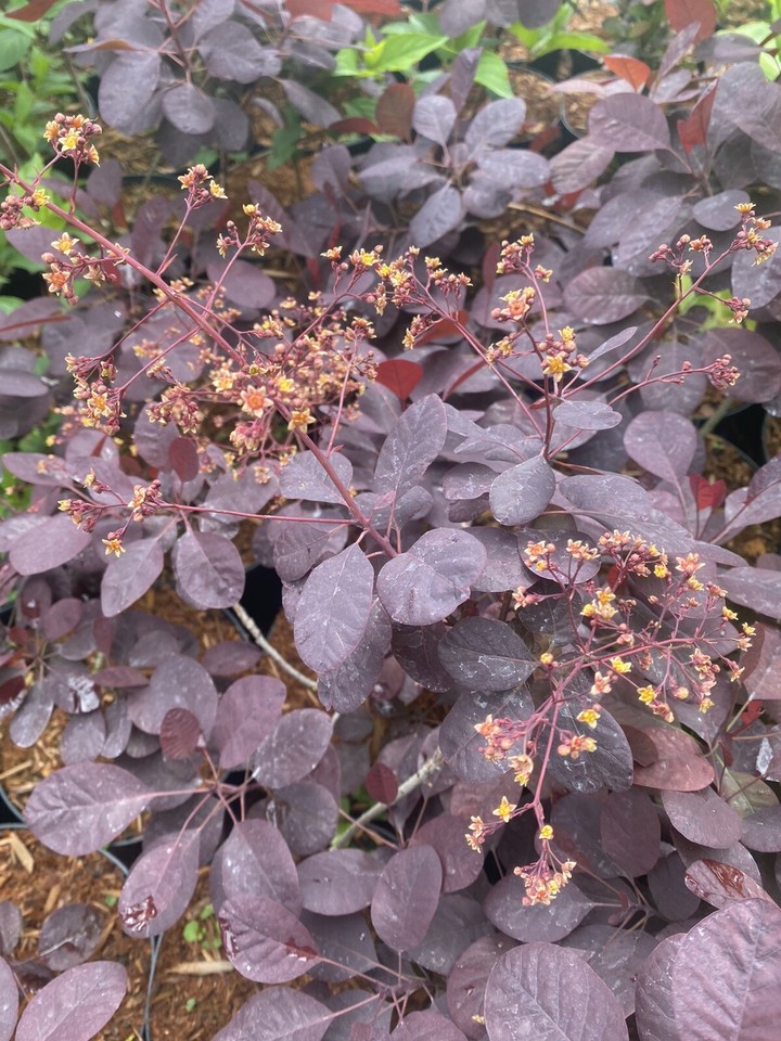 COTINUS SMOKE BUSH ROYAL PURPLE PLANT 9CM POT SHRUB PURPLE FOLIAGE PINK ...