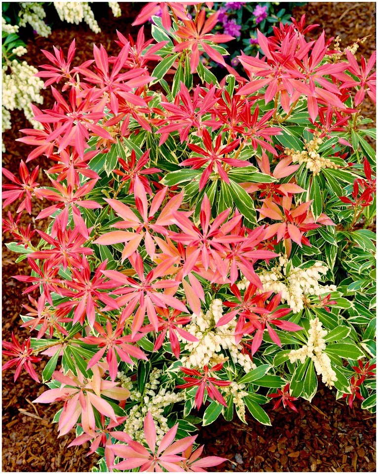 [x3] Pieris 'Flaming Silver' | Multi-Pack | Pot Plants | Evergreen ...
