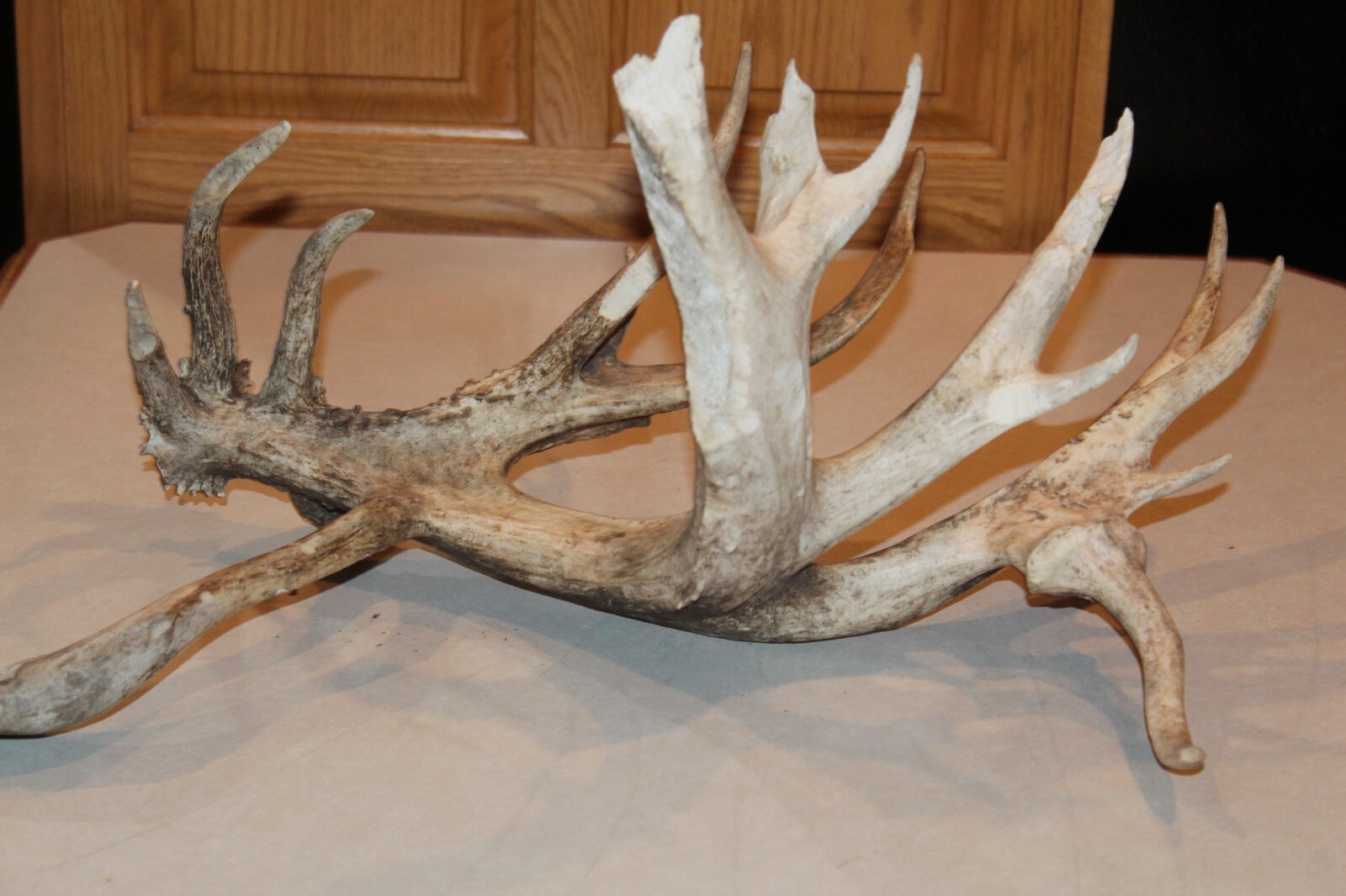 Droptine Drop Tine Whitetail Deer Shed Antler Mule Log Cabin Decor ...