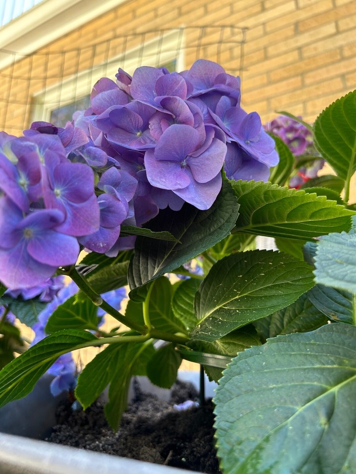 20 EXOTIC RARE HYDRANGEA SEEDS for garden flower beds plant bush USA ...