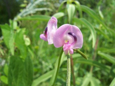 trailing fuzzybean (Strophostyles helvola)—100 seeds ($3.00) | eBay