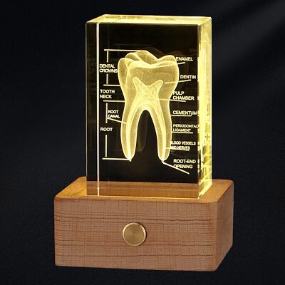 3D Human Crystal Tooth Model for Medical Dental Educational Science ...