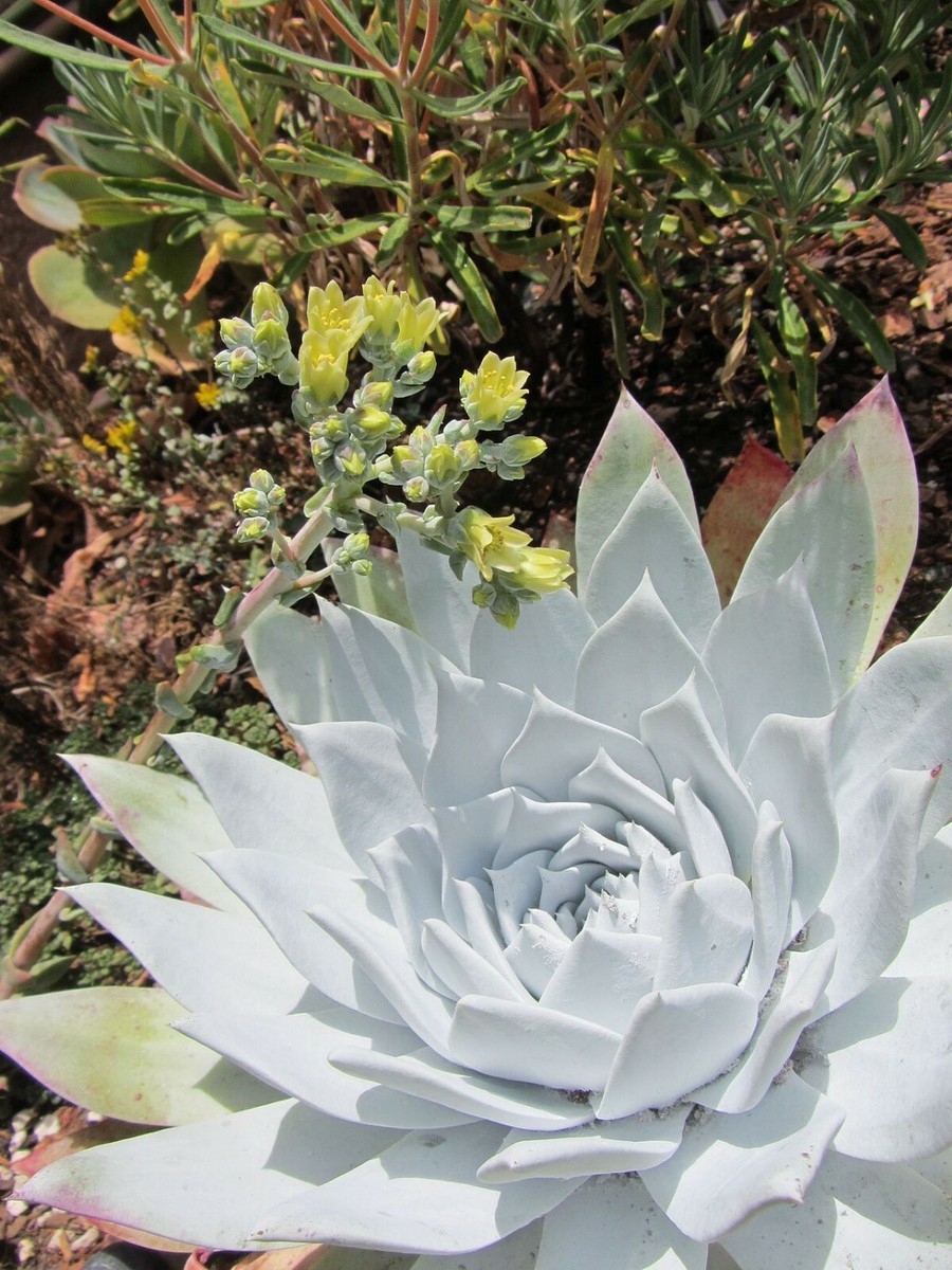 Dudleya Brittonii