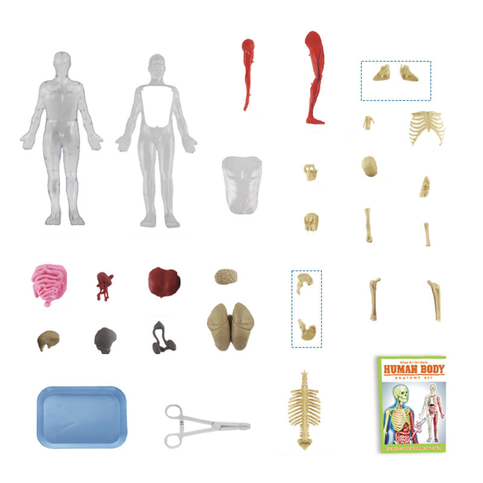 Human Body Kits Toy Body Parts Organs for Kids Child Teacher Supplies ...