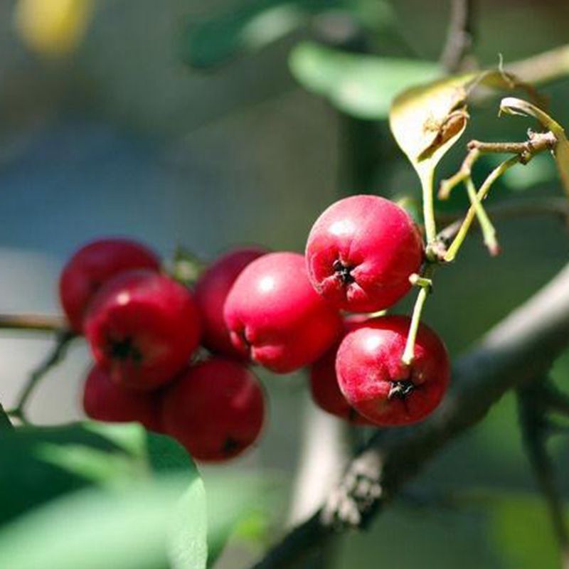 Organic Fruit 50 Hawthorn Seeds Maybush Haw May tree | eBay