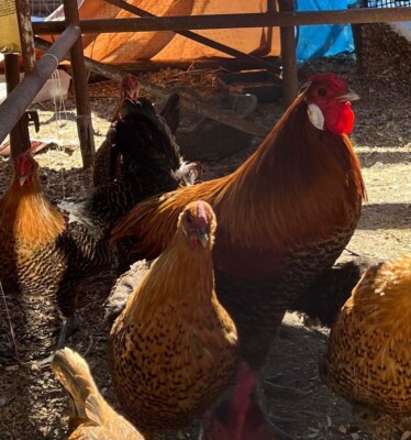 Golden Deathlayer Hatching Eggs (10++) Purebred | eBay