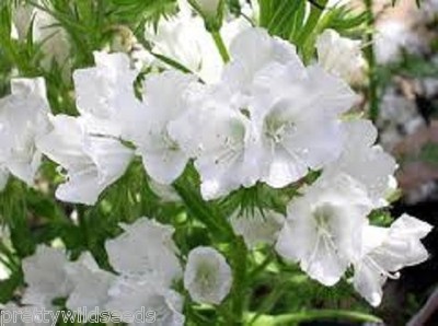 Echium vulgare 'White Bedder' Hardy Annual 360 FRESH SEEDS | eBay UK